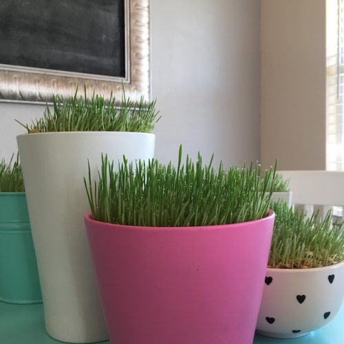 How To Grow Easter Grass | By My Name Is Snickerdoodle